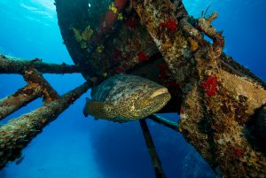 Dive Colombo's Wrecks in Sri Lanka - Part 1