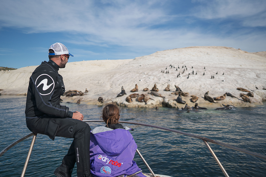 Marine Life of Patagonia