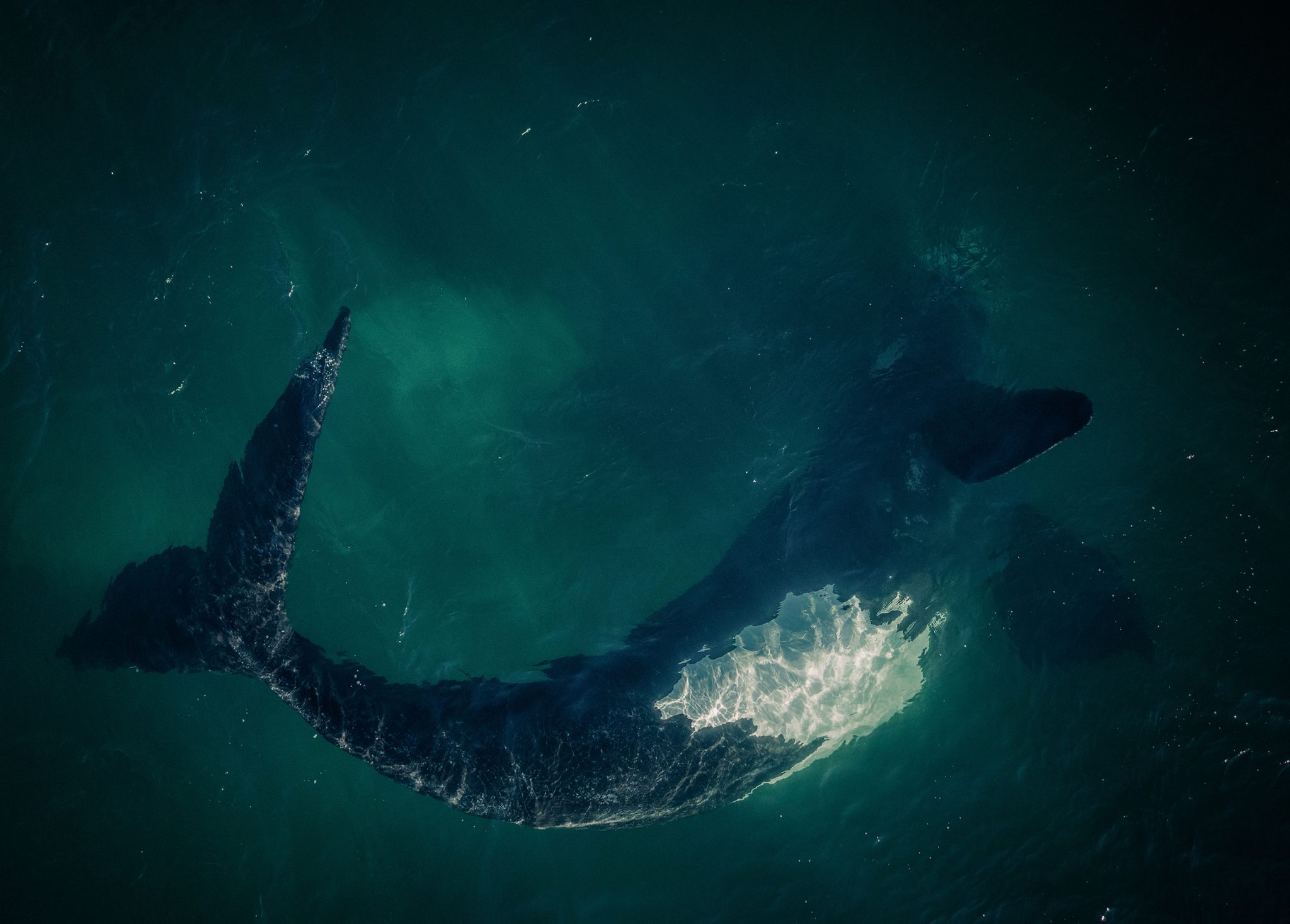 Marine Life of Patagonia