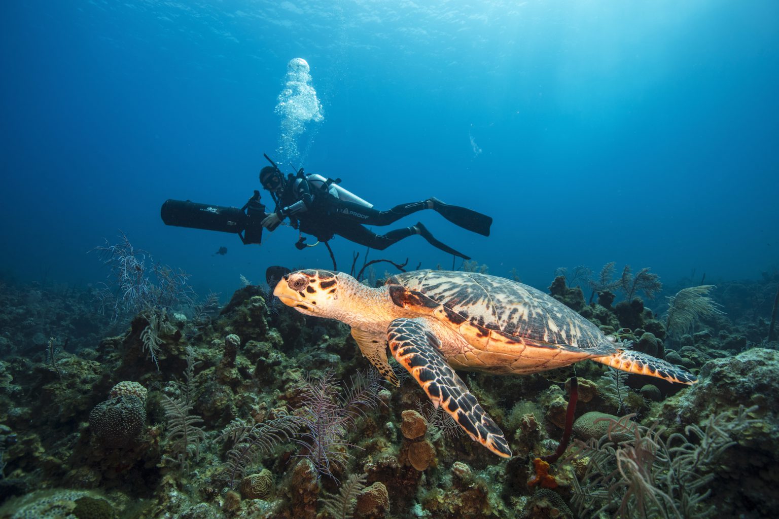 5 Weird and Wacky Turtle Species