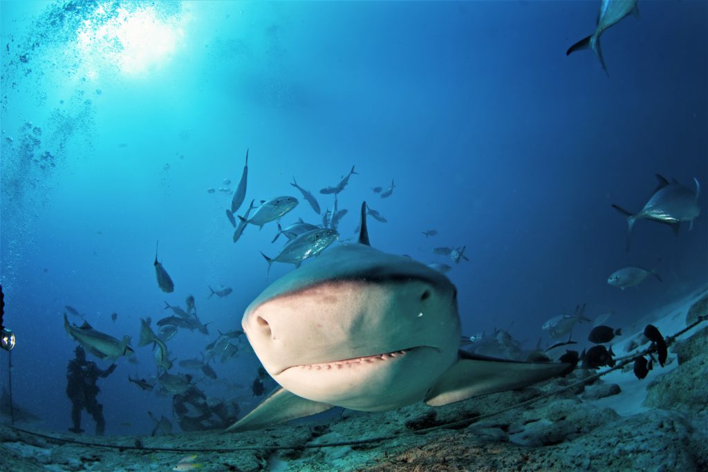 Must-Dive Sites in Mexico