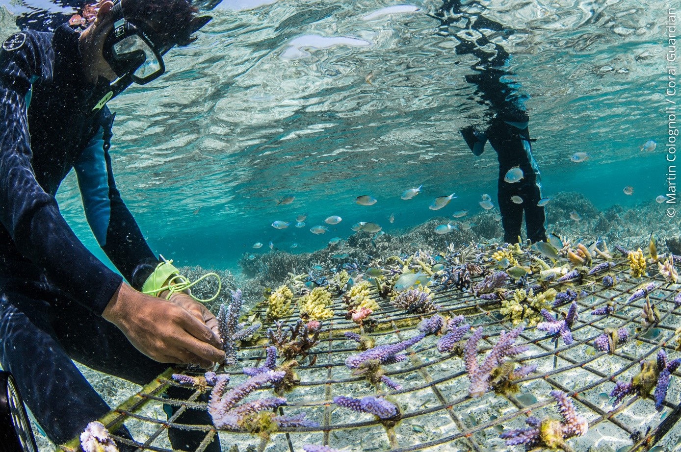 Will Coral Gardening Save Our Reefs?