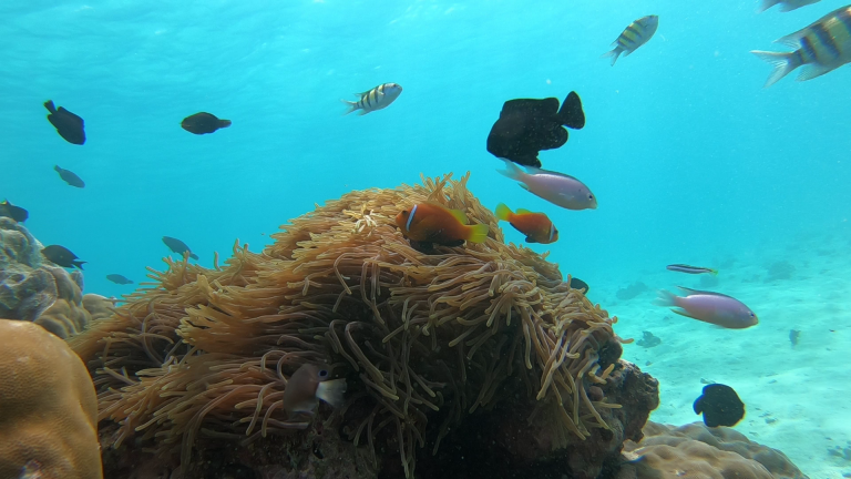 11 Surprising Marine Life Sightings in India