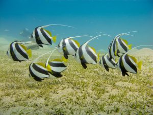 10 Facts About Seagrass You Probably Didn’t Know