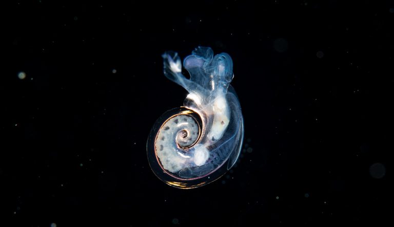 11 Suprising Species of Small Marine Life