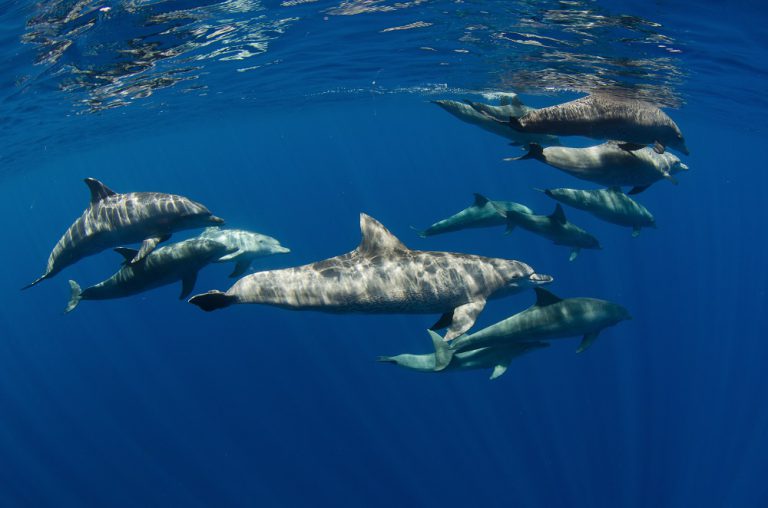 10 Facts About Seagrass You Probably Didn’t Know