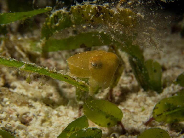 10 Facts About Seagrass You Probably Didn’t Know