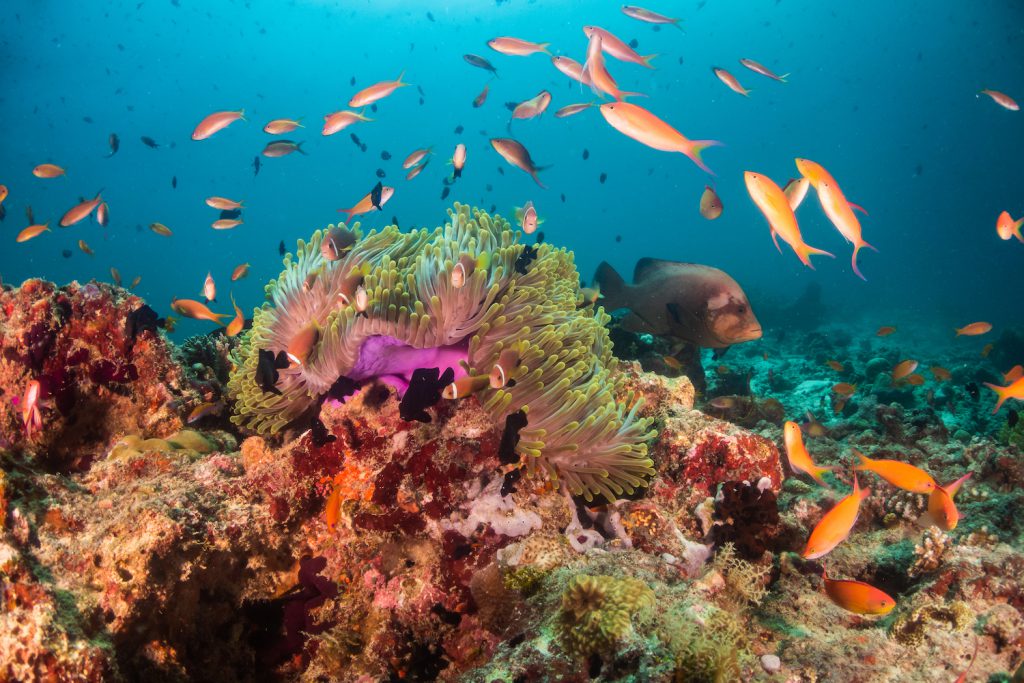 Saving the Ocean: Lessons Learned from the Pandemic