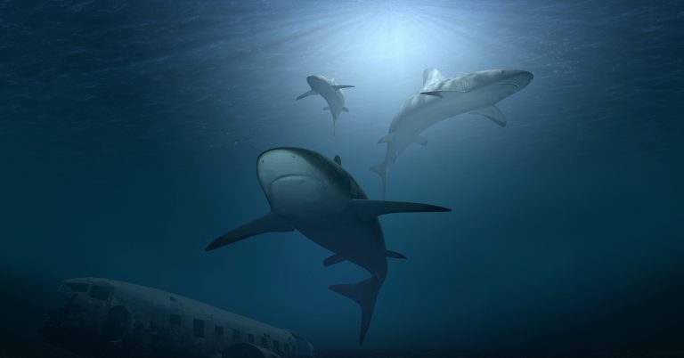 5 Sharks from the Deep