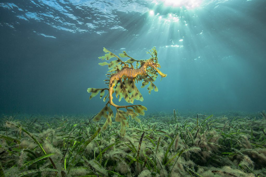 Get to Know the Leafy Sea Dragon