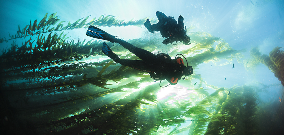 7 Local Diving Tips for Beginners