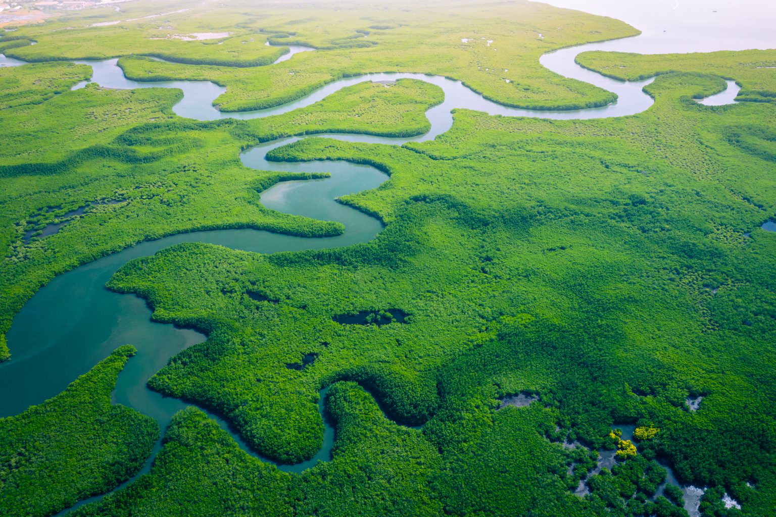 The Magic of Mangroves