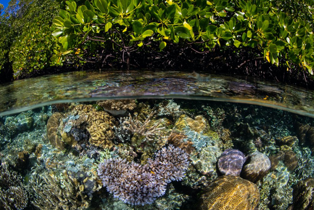 The Magic of Mangroves