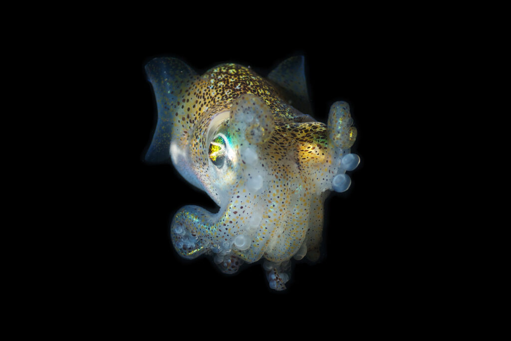 The Moon and Marine Life