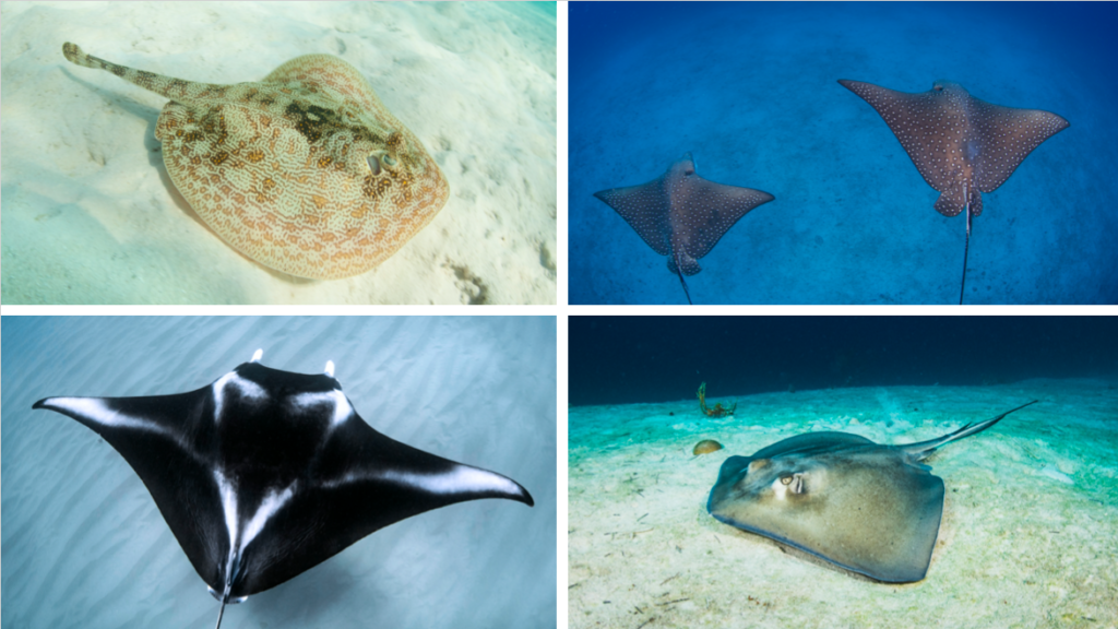 Shark's Lesser Known (but Equally Amazing) Relatives