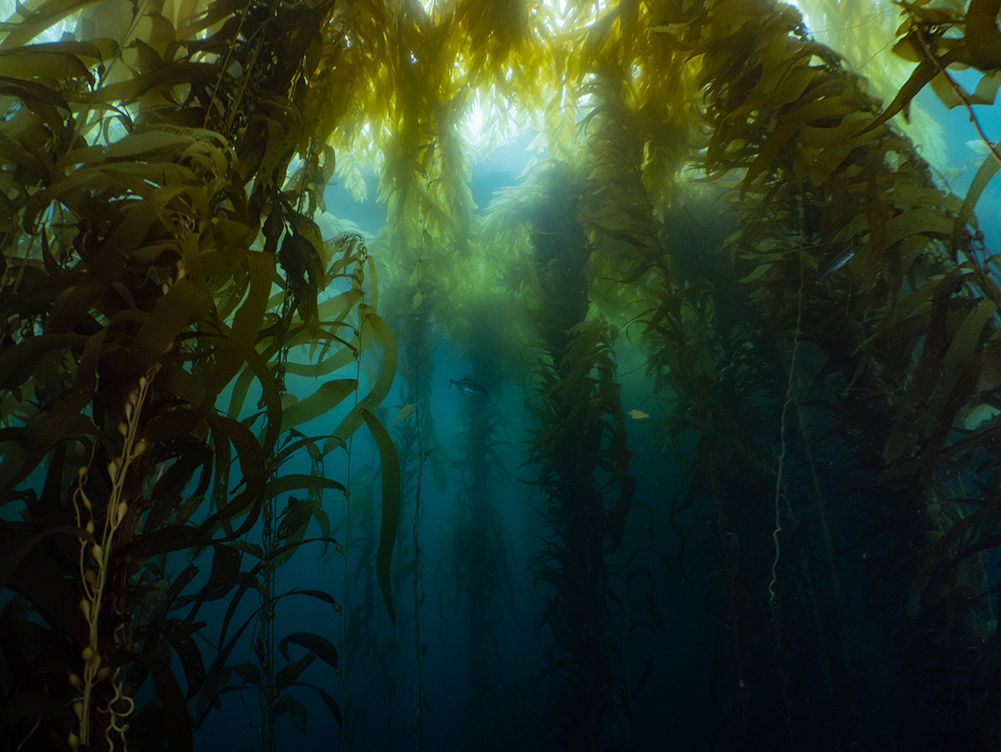 The Secret Life of Seaweeds