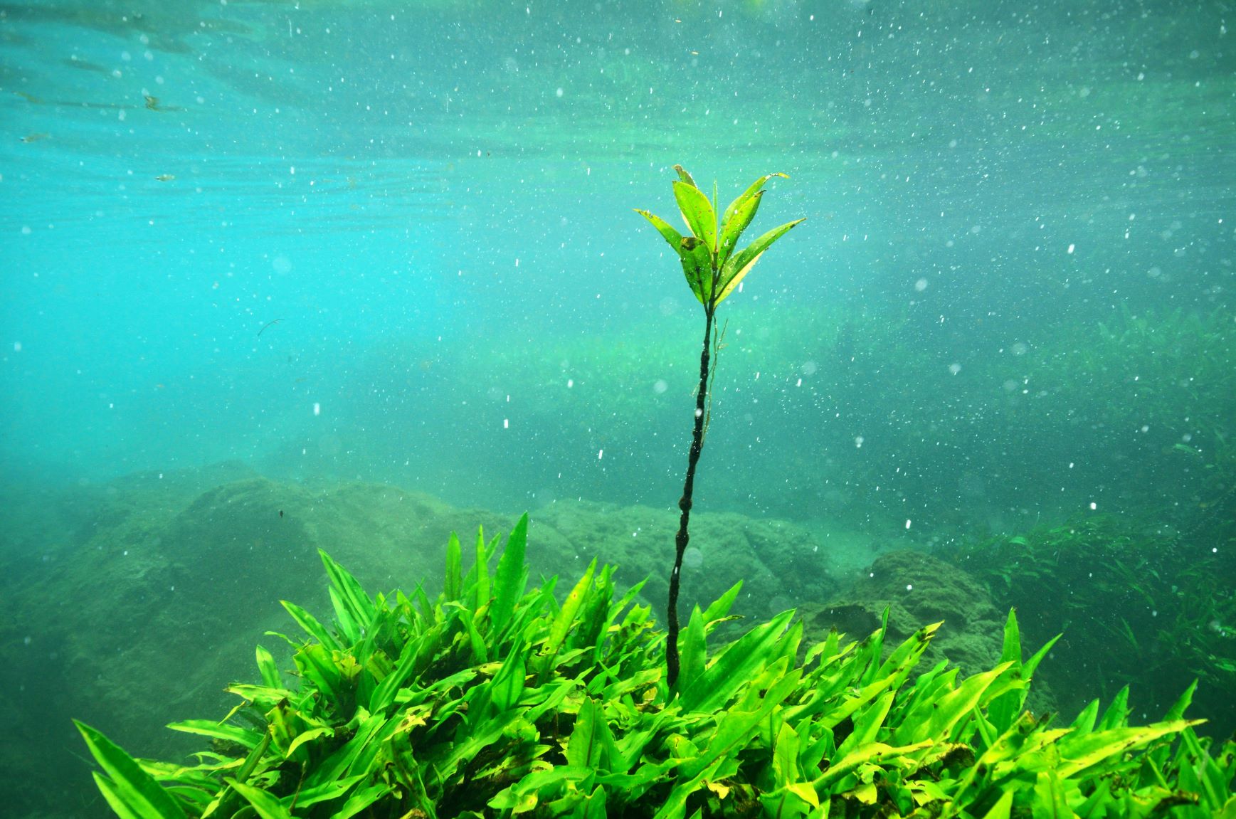 Why is Saving the Ocean Important to You?