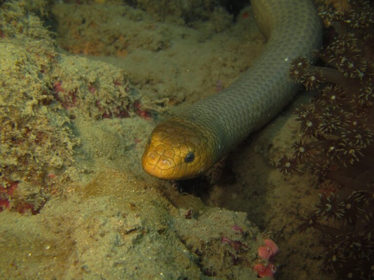 Sea Snake Facts: 16 Facts about Sea Snakes