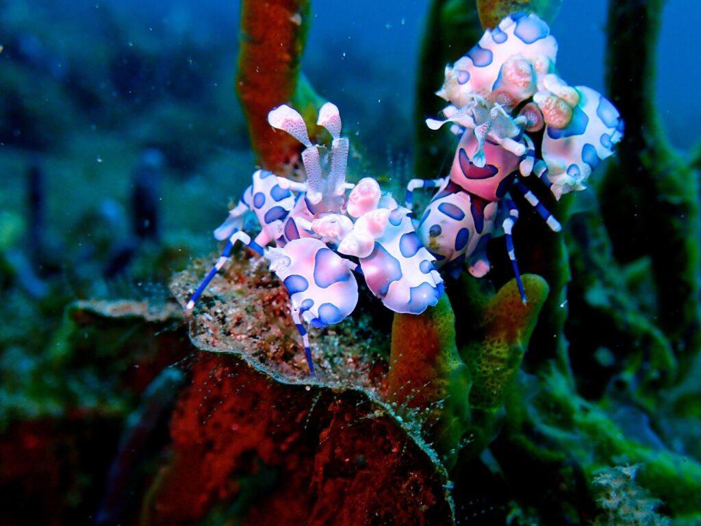 11 Suprising Species of Small Marine Life