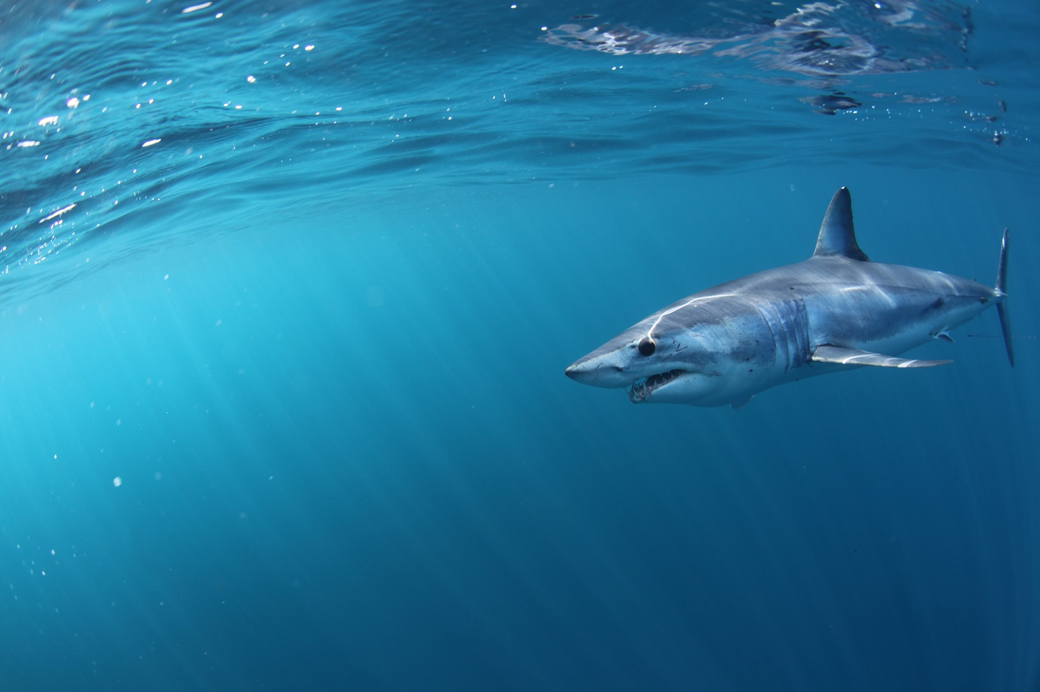 Make Your Voice Heard for Endangered North Atlantic Mako Sharks with ...