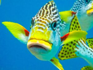 3 Things You'll Learn During the PADI Fish Identification Specialty Course
