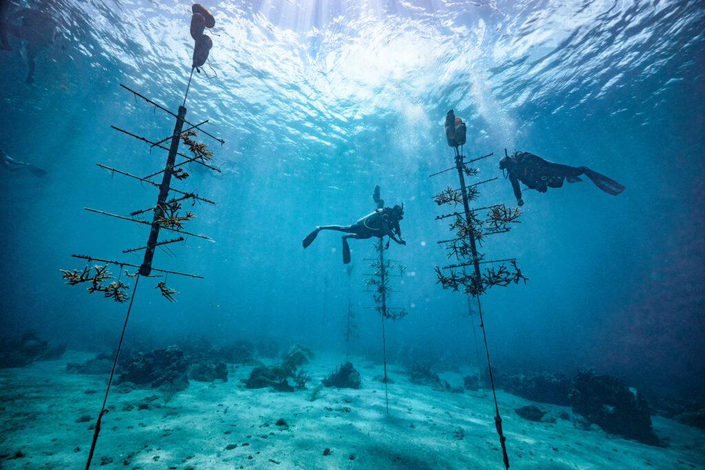 How to Scuba Dive: A Guide for Beginners [WITH PHOTOS]