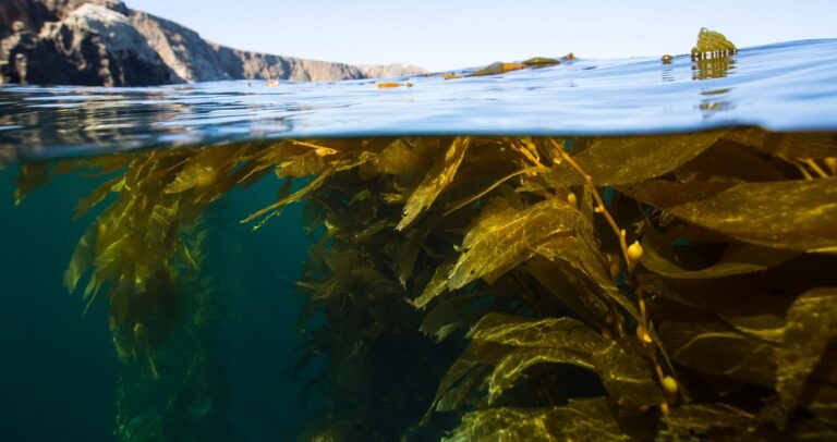 Ocean Plants — And Why They’re So Important