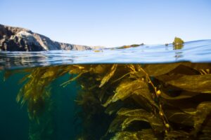 Kelp Forest Ecosystem 101