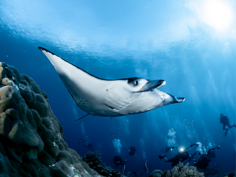 Everything You Need to Know About Diving With Manta Rays