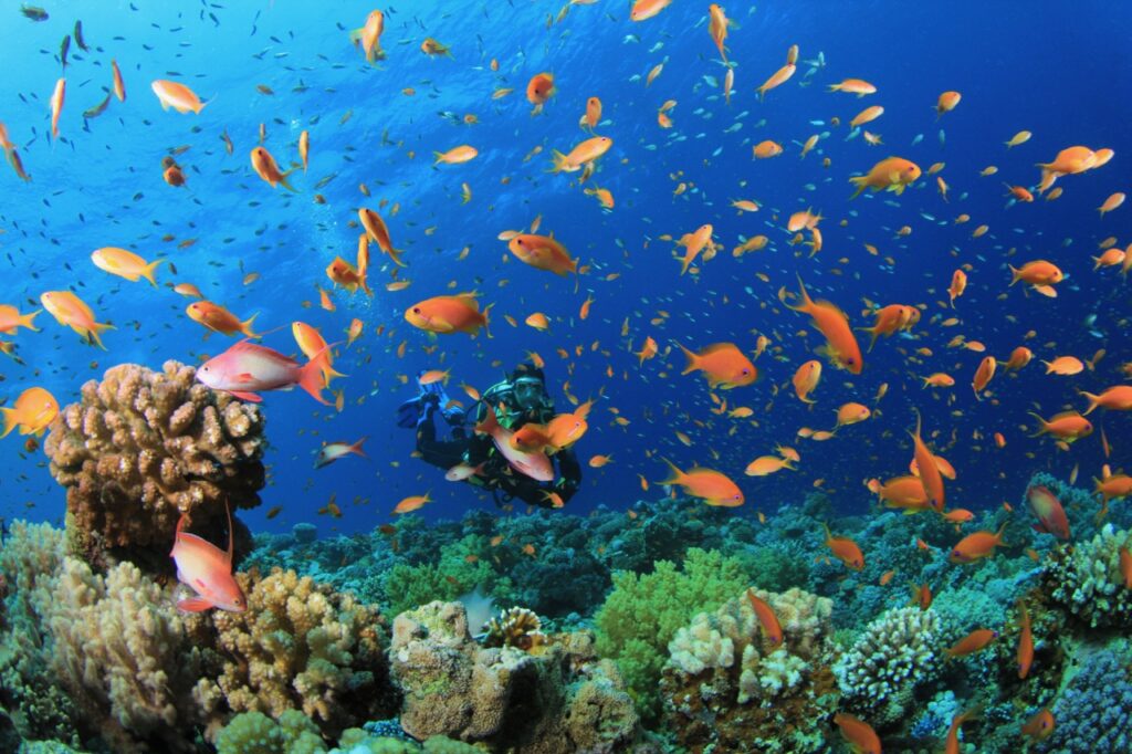 Diving in Marsa Alam: 6 Reasons to Visit This Egyptian Destination