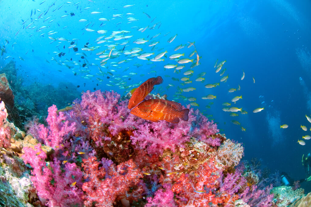 Pristine Corals Discovered on Volcanic Barren Island