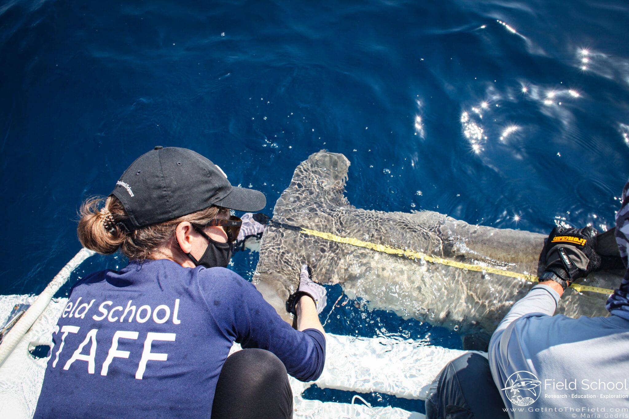 What Top Women Shark Scientists Want You To Know About Sharks