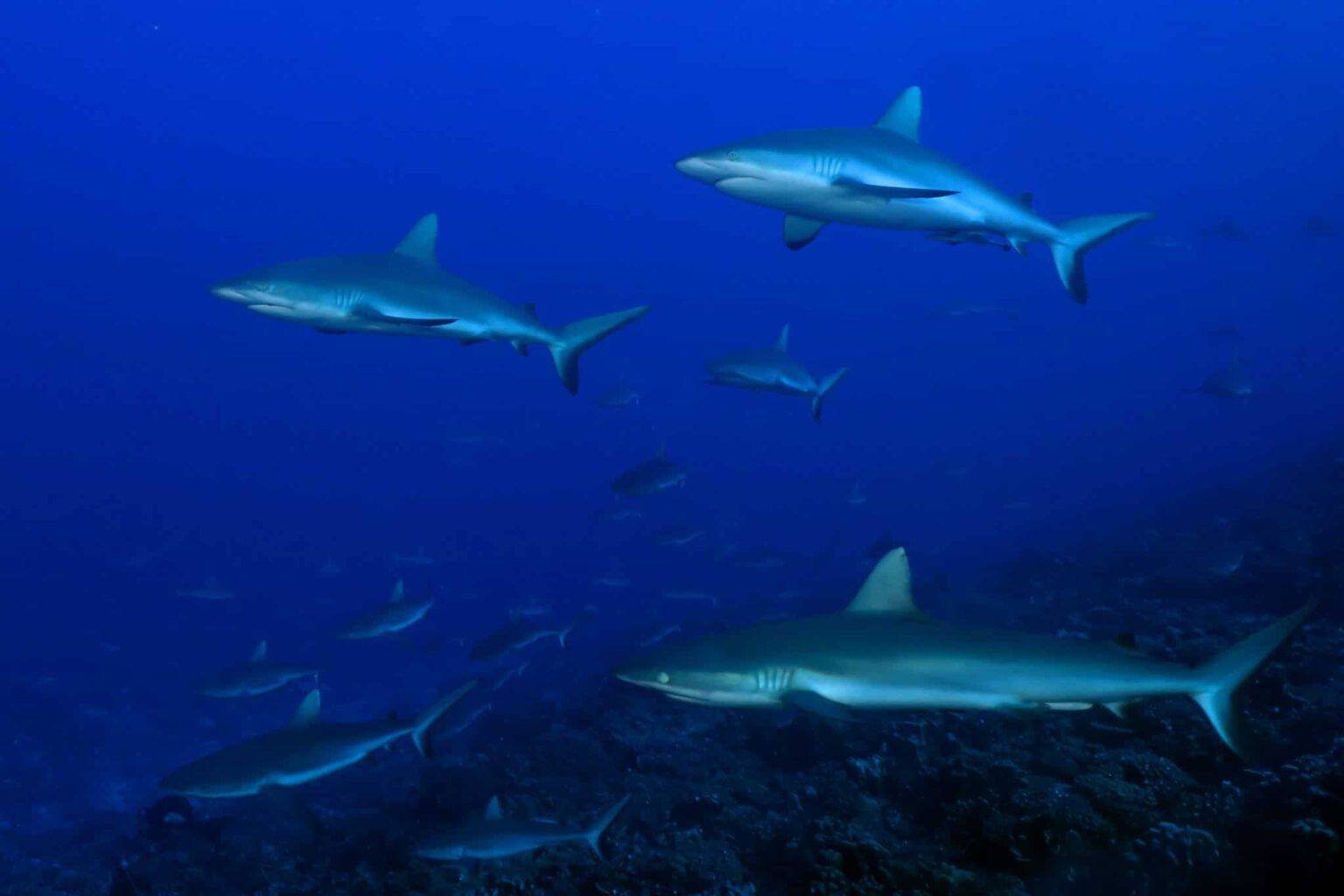 The Top 5 Destinations for Natural Shark Encounters