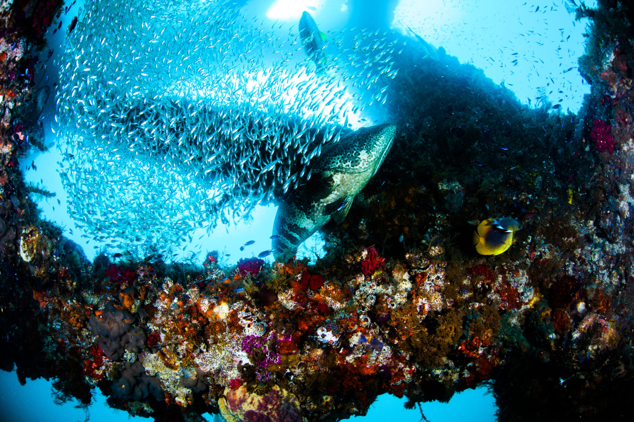 Where to dive in Western Australia