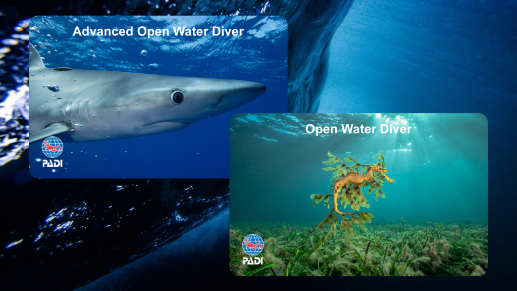 38 Eco-Friendly Gifts That Support Ocean Conservation