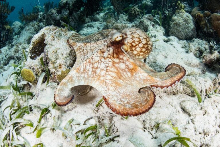 8 Best Destinations for Diving with 8 Different Species of Octopus
