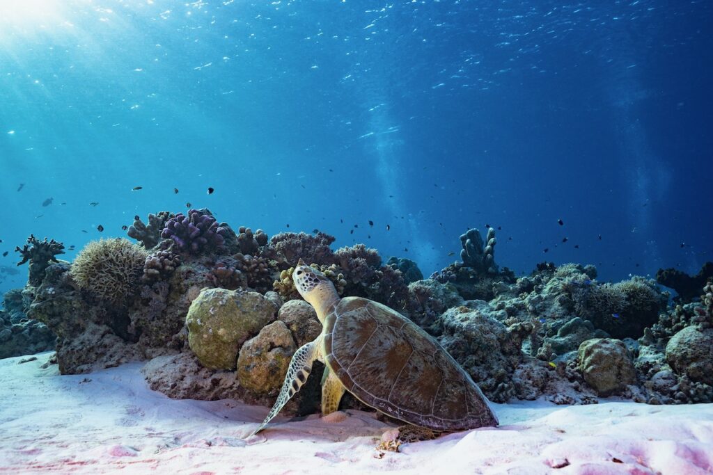 Best Diving Destinations in the Philippines | Where to Dive & When