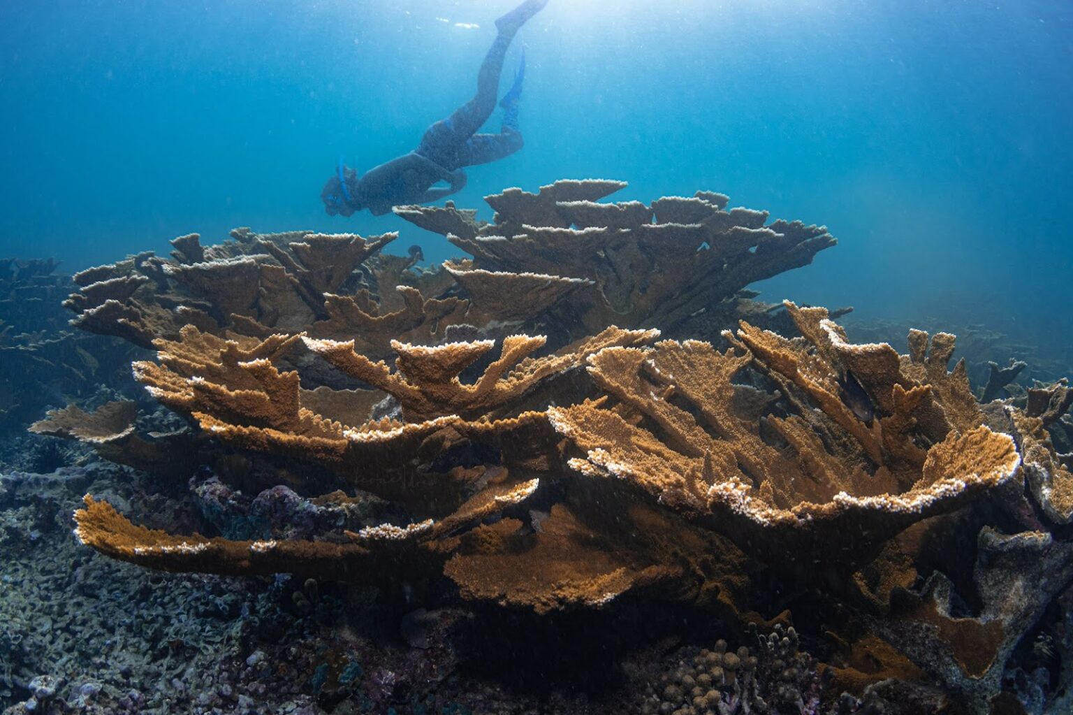 Coral Conservation: What is it and Where Can I Get Involved?