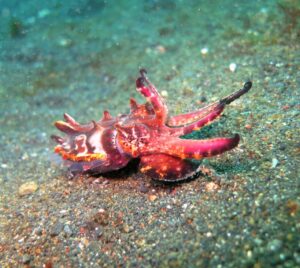 11 Suprising Species of Small Marine Life