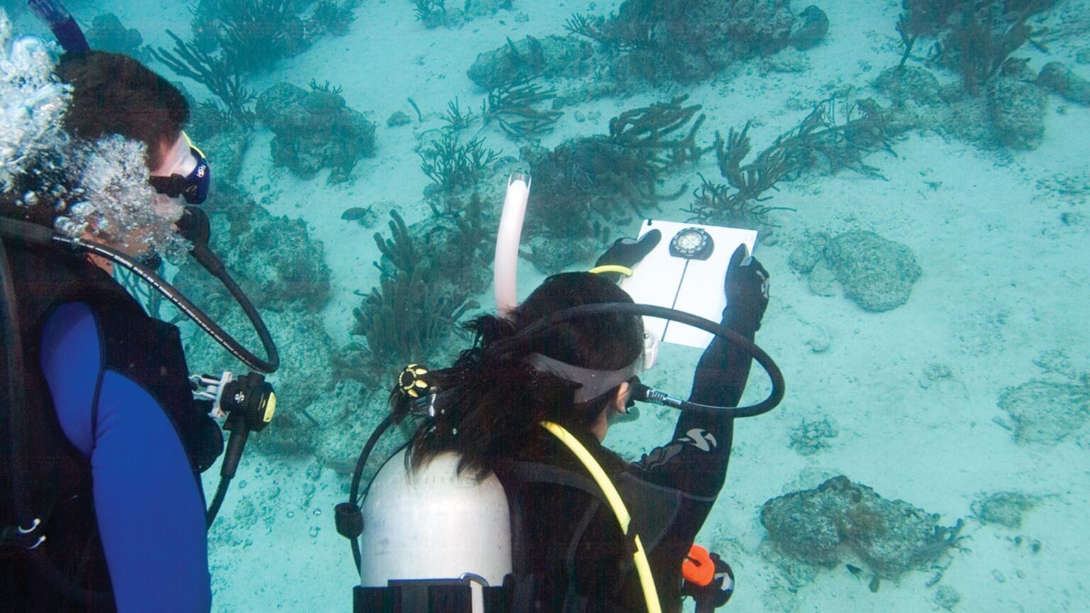 Tips for Scuba Diving in Poor Visibility