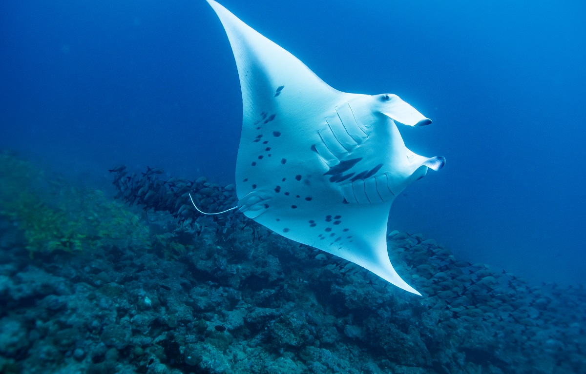 The Mantas of the Maldives