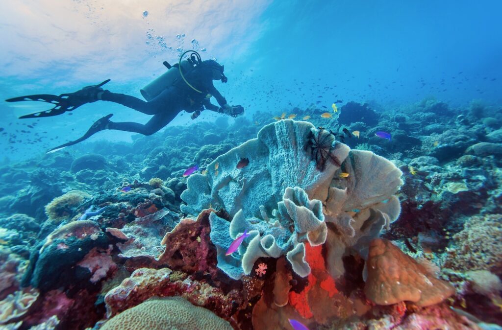 Philippines Diving Calendar - A Month-By-Month Guide