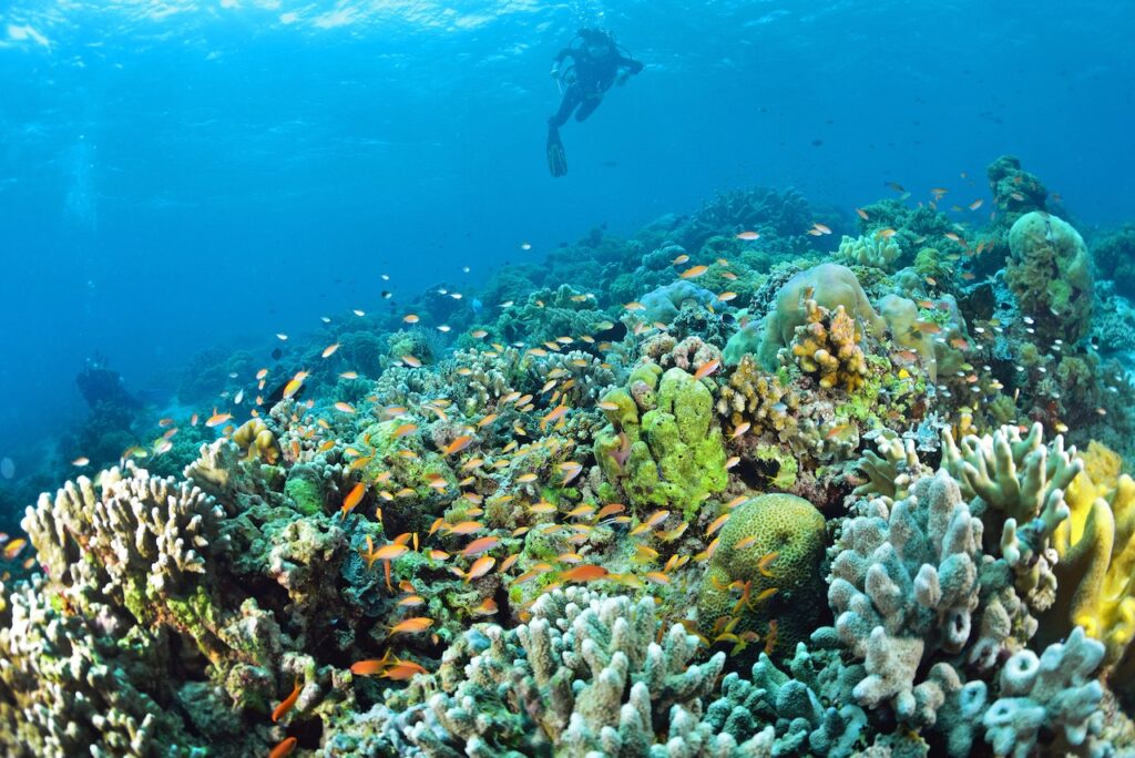 Everything You Need to Know About Diving Sipadan