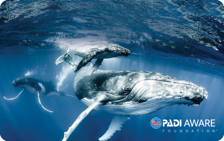 PADI Certification Card FAQs | Replace Lost PADI Card