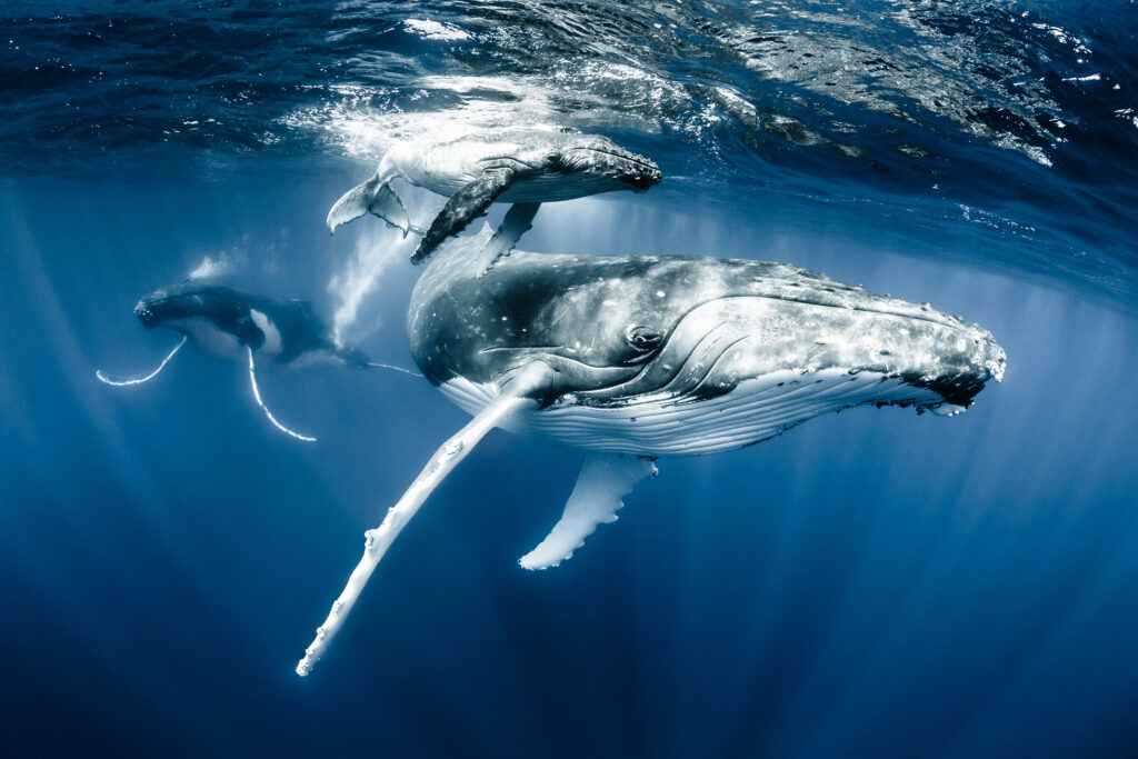 7 Easy Ways To Support Marine Life Conservation