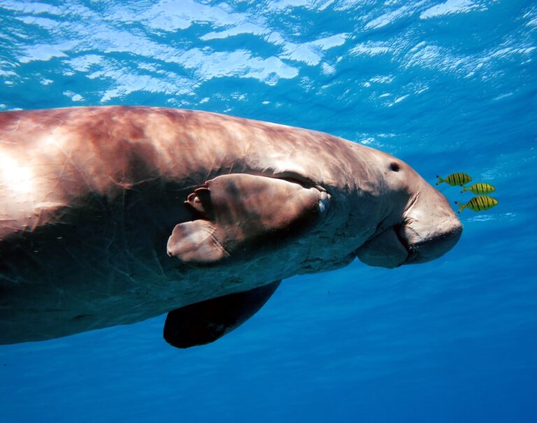 The Top Destinations for Swimming & Diving with Dugongs