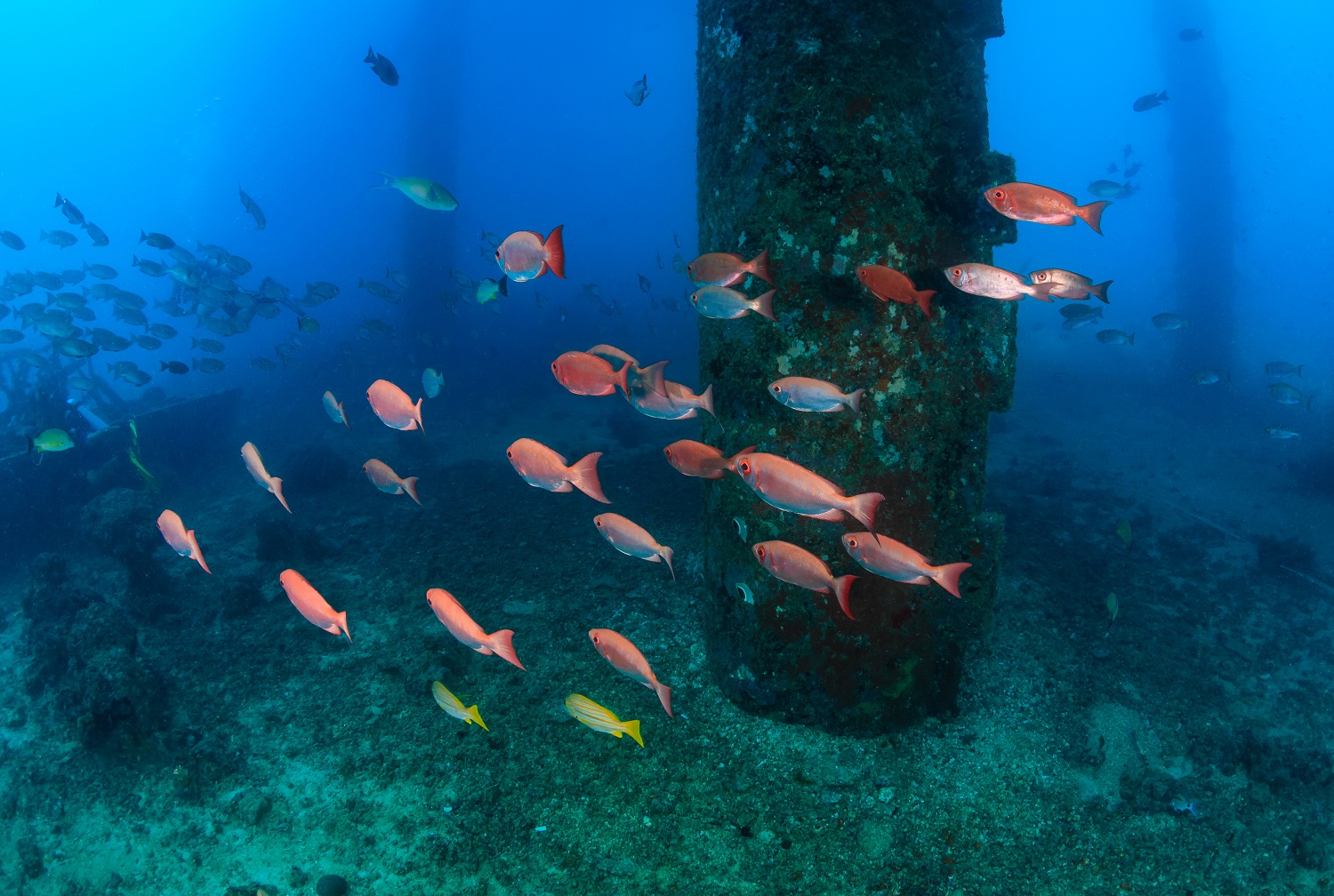 Discovering the Value of Rigs as Reefs