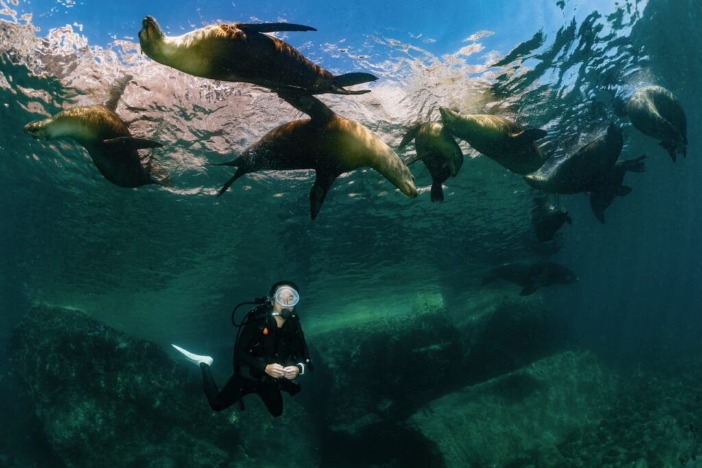 The Best Dive Sites in Baja California