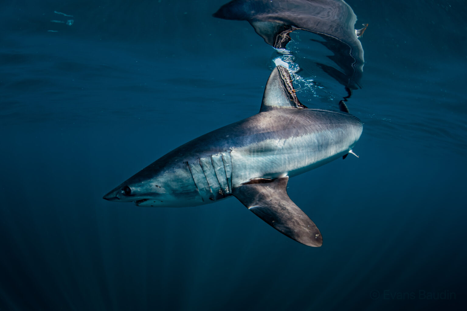 The Oceans Need Sharks, and the Sharks Need You