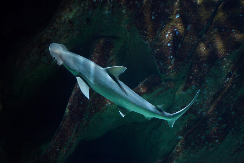 7 Epic Sharks You Should Tell All Your Friends About